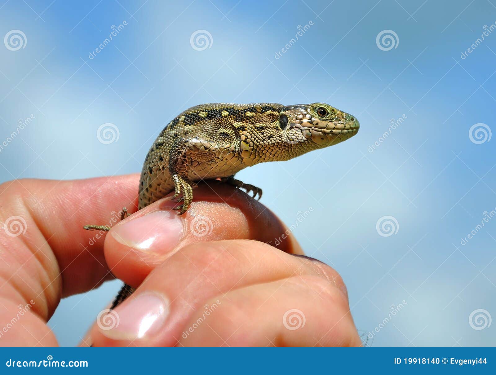 Lizard in a Human Hand Against the Blue Sky Stock Photo - Image of ...