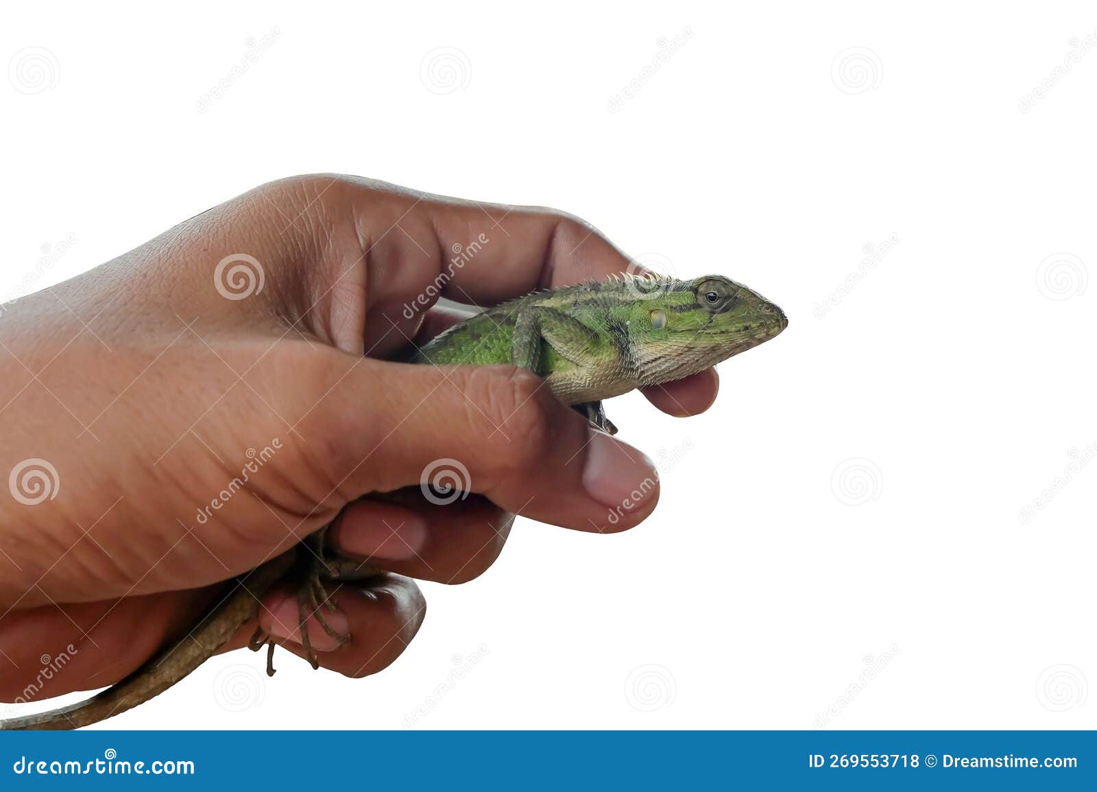 Lizard in Human Hand with White Background Stock Photo - Image of ...