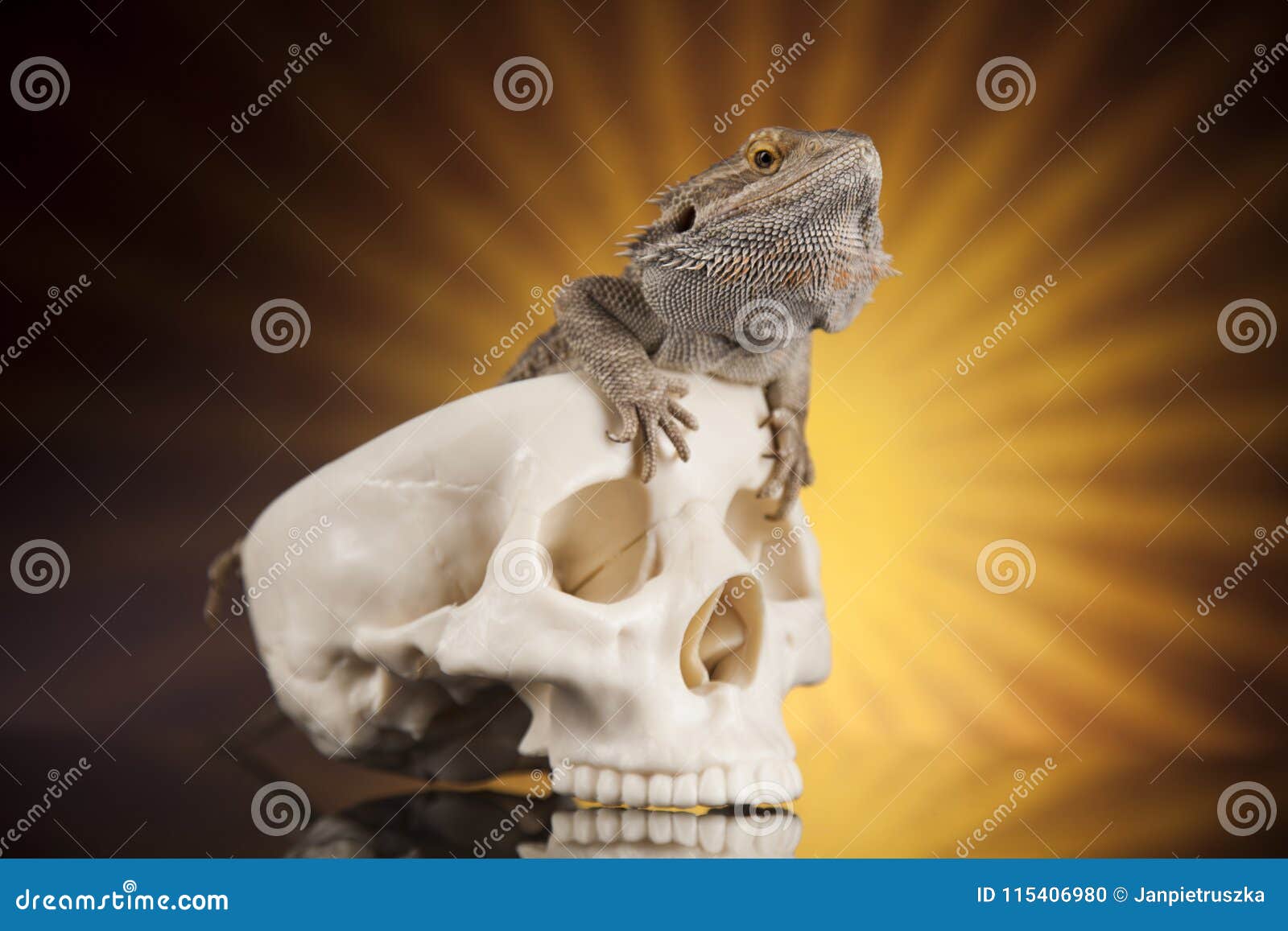 Lizard, Human Skull on Black Mirror Background Stock Photo - Image of ...