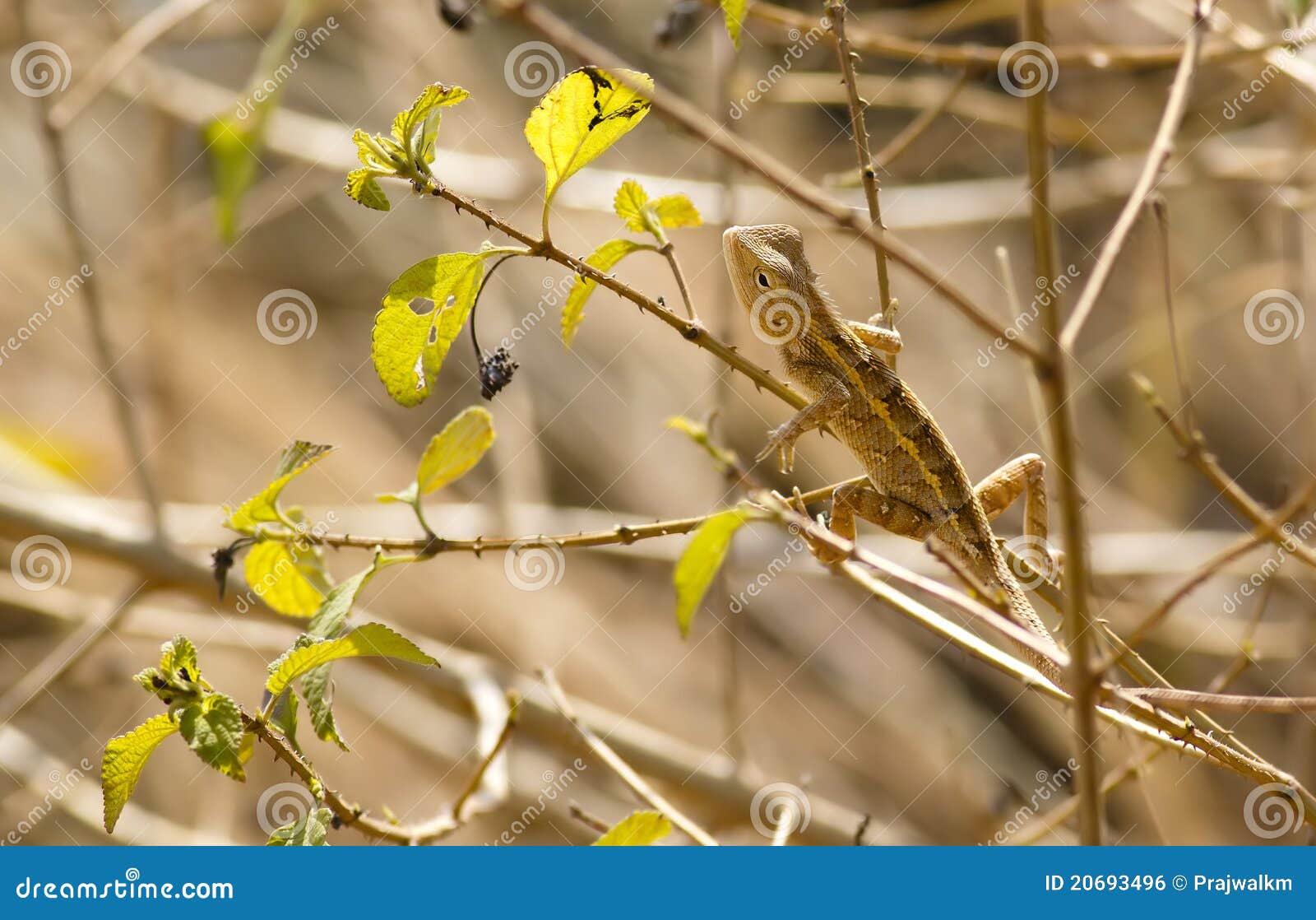 Lizard on the hunt stock photo. Image of look, brown - 20693496