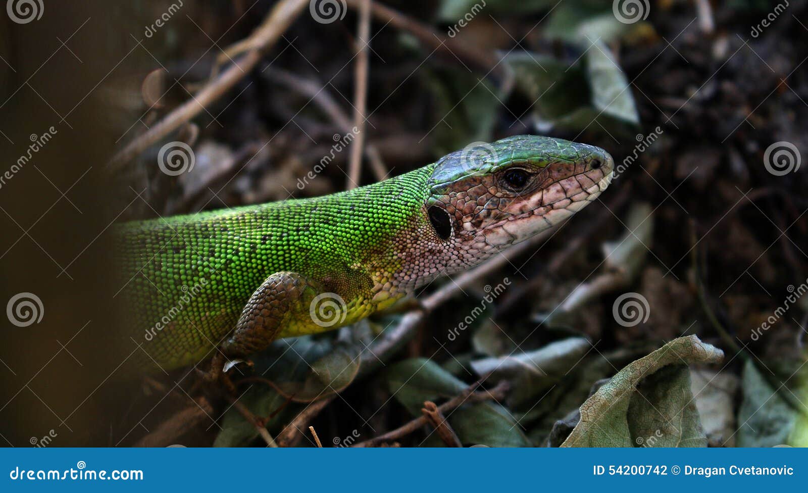 Lizard in hunt stock photo. Image of adult, female, dragon - 54200742