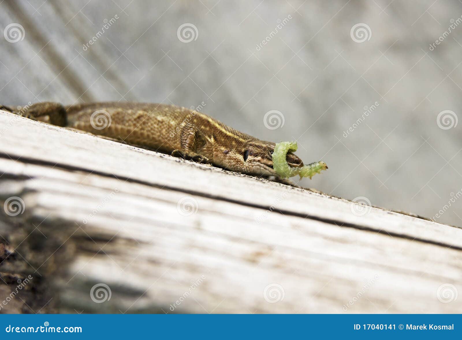 Lizard hunting stock image. Image of reptile, detail - 17040141