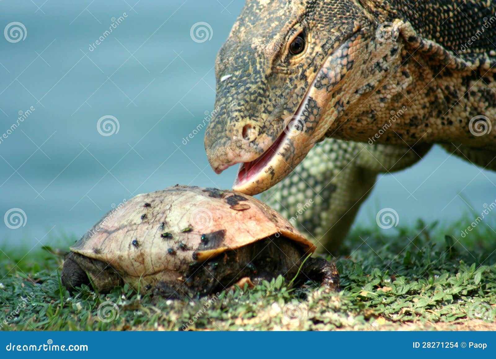 Lizard hunting stock photo. Image of prepare, preparing - 28271254