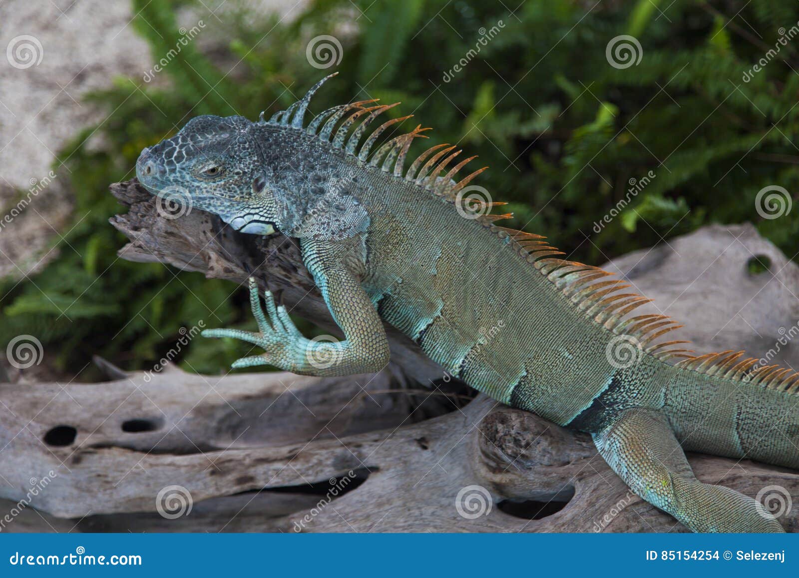 Lizard on hunting stock photo. Image of green, iguana - 85154254