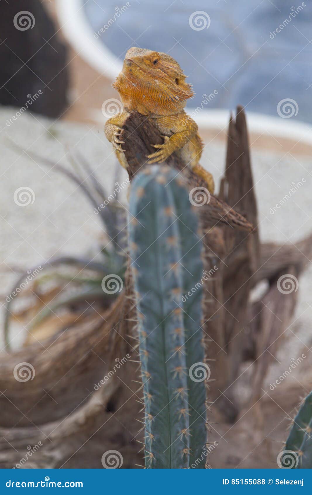 Lizard on hunting stock photo. Image of hunt, monitor - 85155088