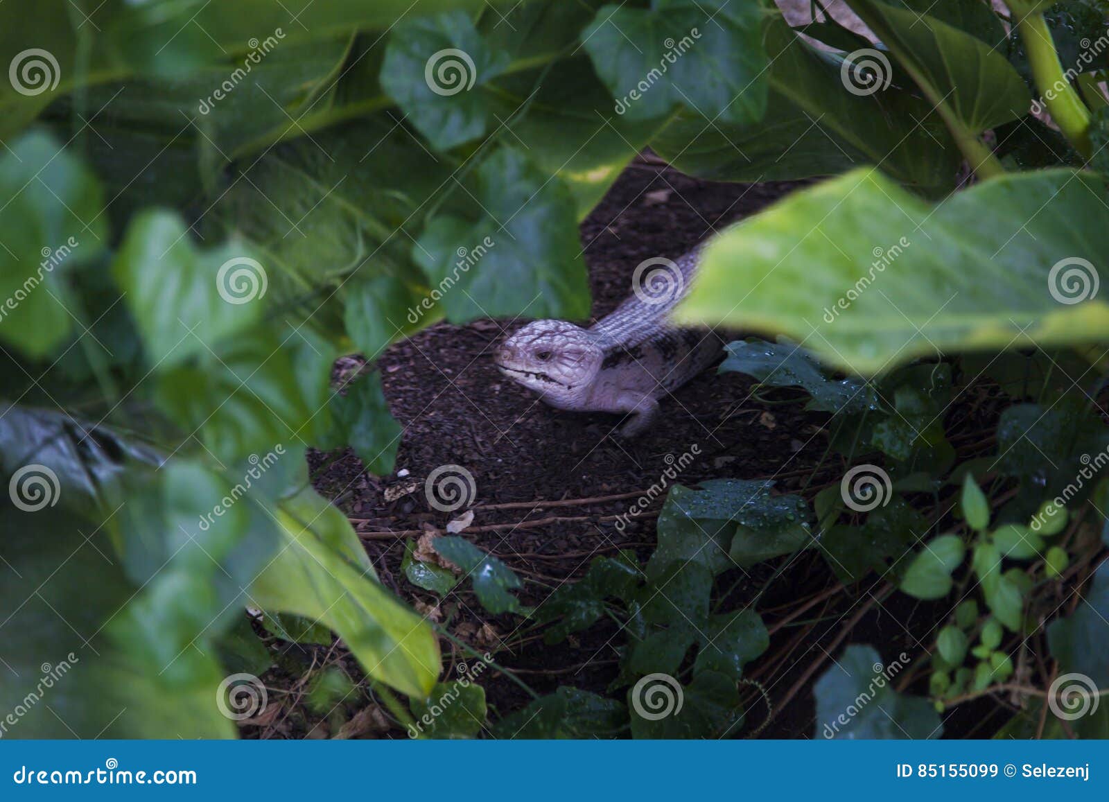Lizard on hunting stock image. Image of common, macro - 85155099