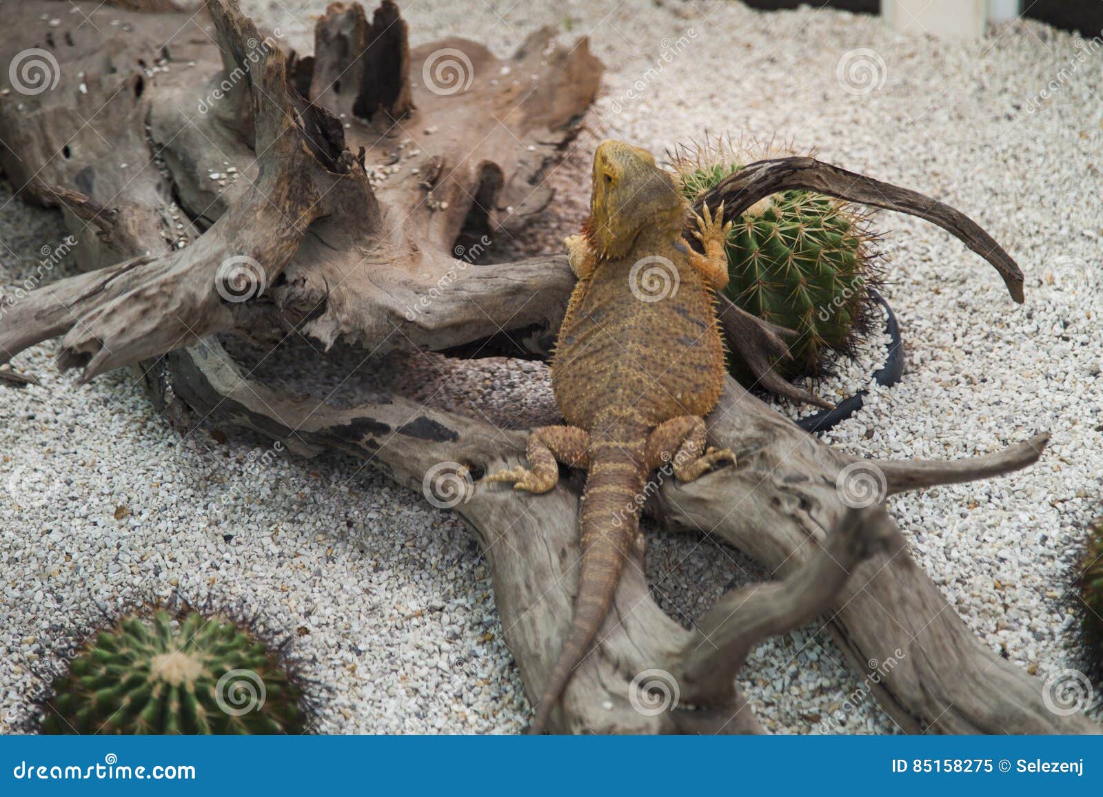 Lizard on hunting stock image. Image of fauna, macro - 85158275