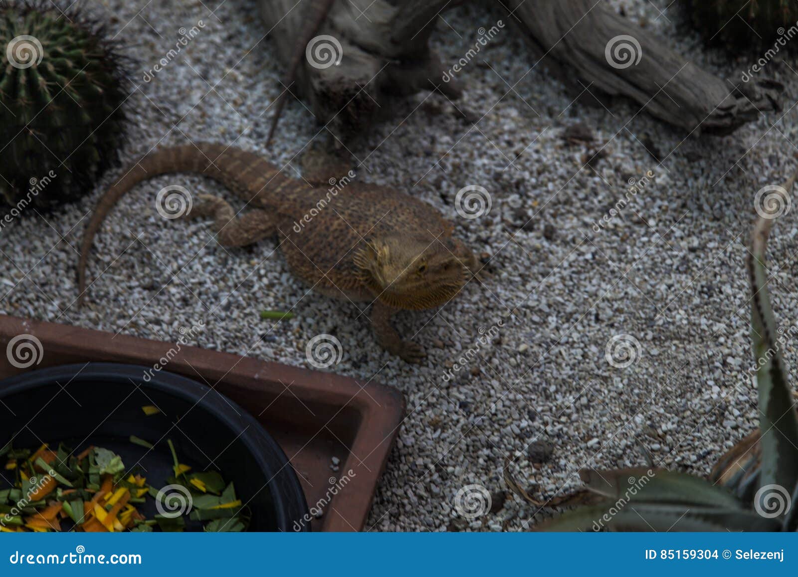 Lizard on hunting stock photo. Image of isolated, background - 85159304