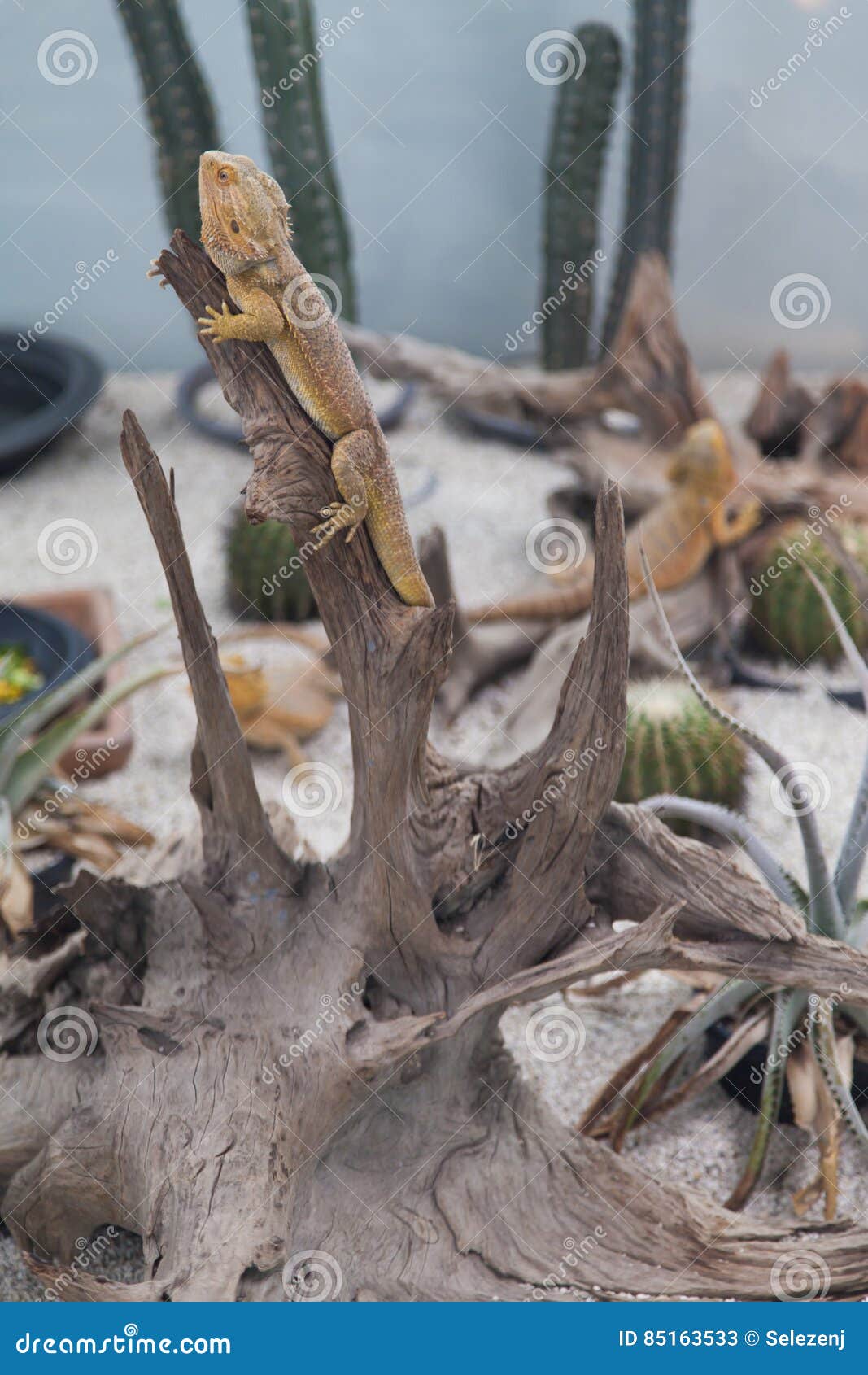 Lizard on hunting stock image. Image of outdoor, closeup - 85163533