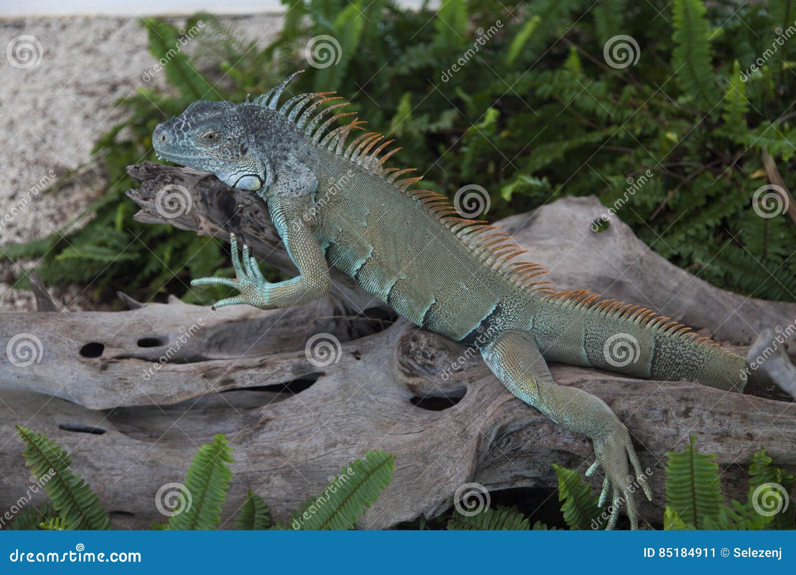 Lizard on hunting stock image. Image of lizard, forest - 85184911