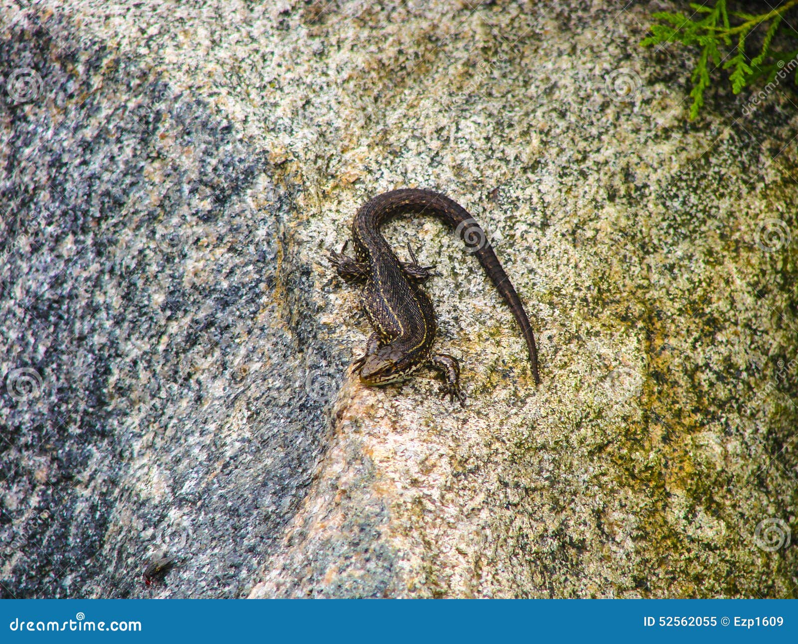 Lizard hunting fly stock image. Image of tail, reptile - 52562055
