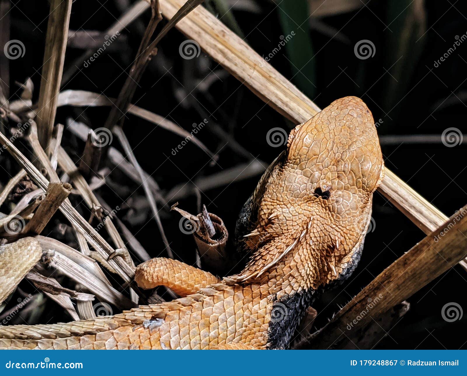 Lizard hunting at night stock image. Image of amphibian - 179248867