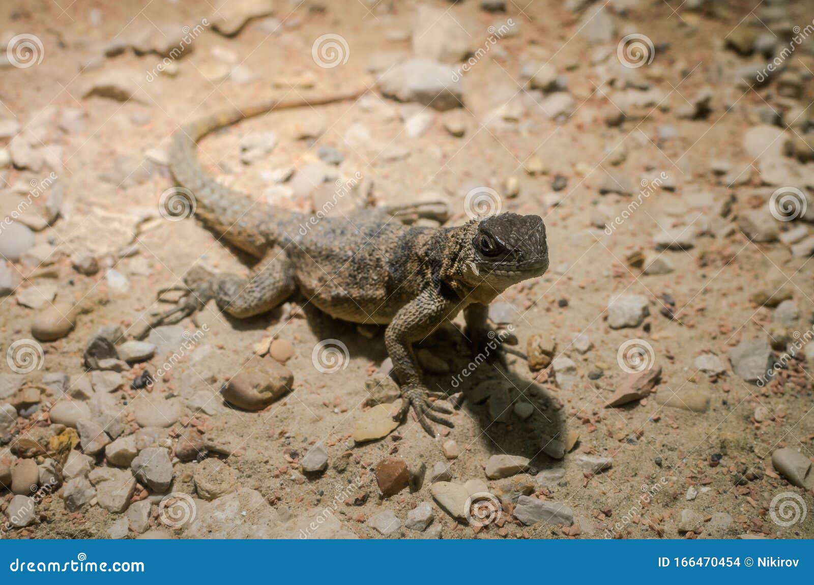 Lizard hunts in the wild stock photo. Image of hunts - 166470454