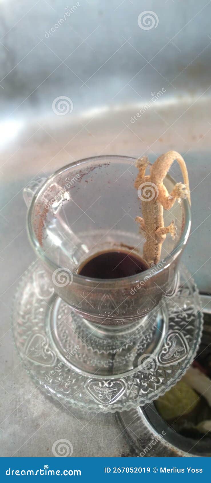 A Lizard I Caught Drinking Black Coffee in the Sinkl Stock Image ...