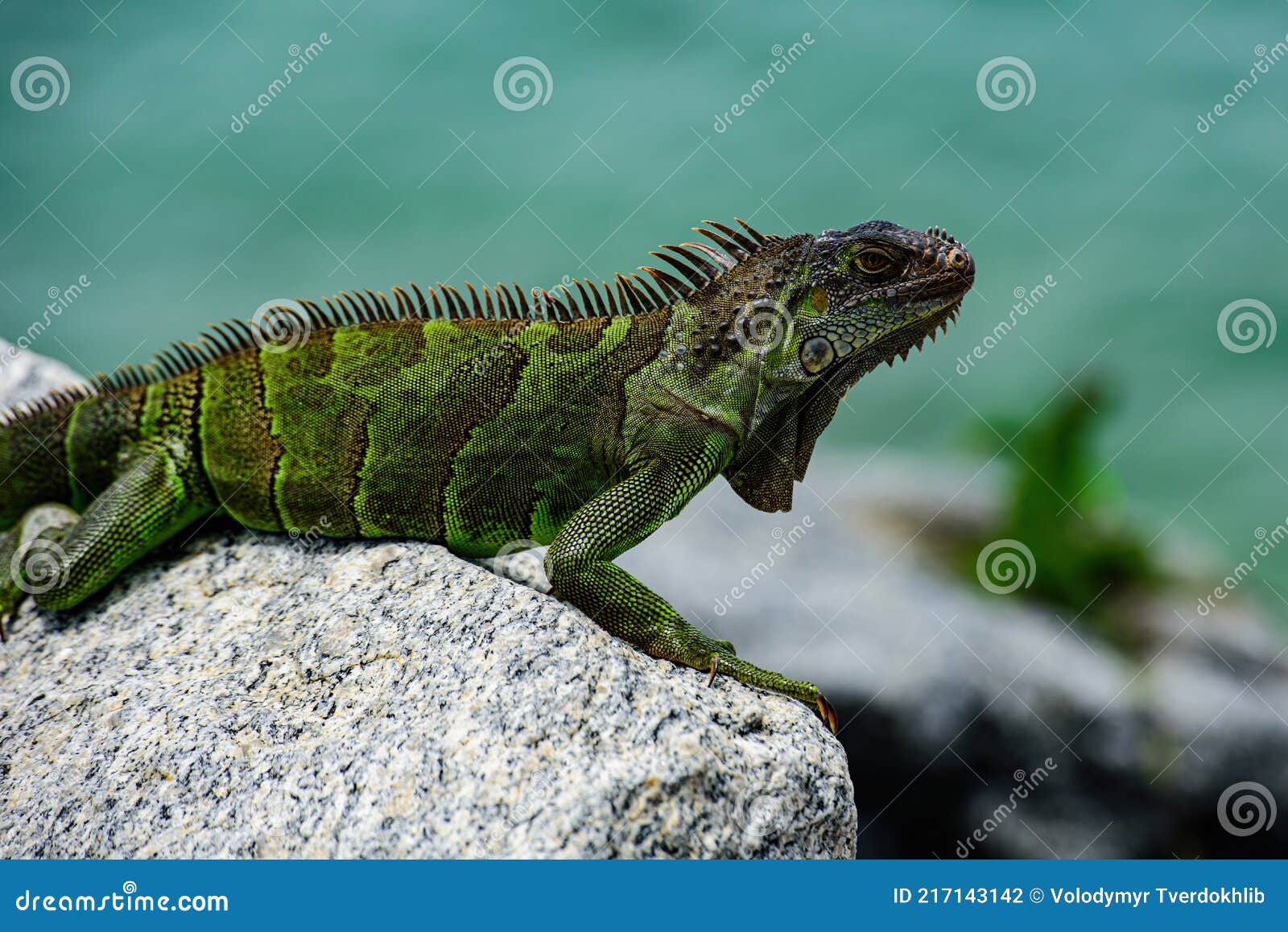 Lizard Iguana, in a Cave Where Lizards Live. Stock Photo - Image of ...