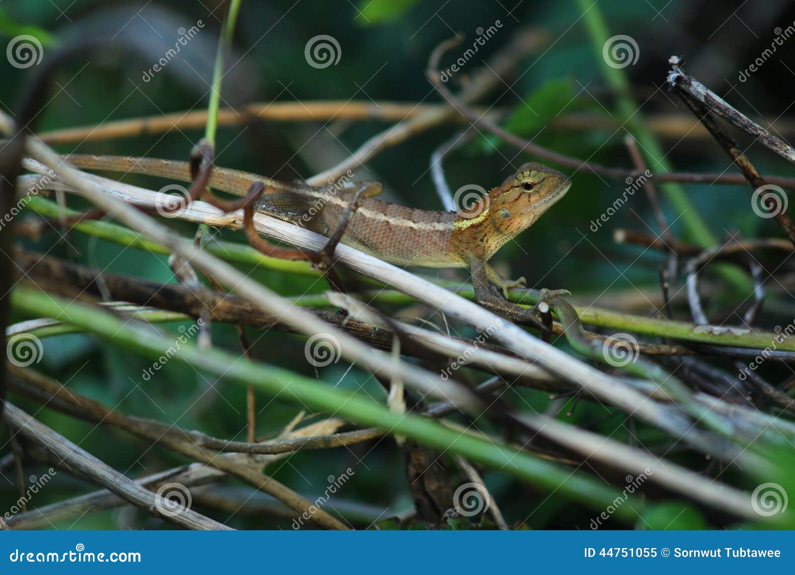 Lizard, Iguana, Gecko, Skink,Lacertilia Stock Image - Image of crested ...