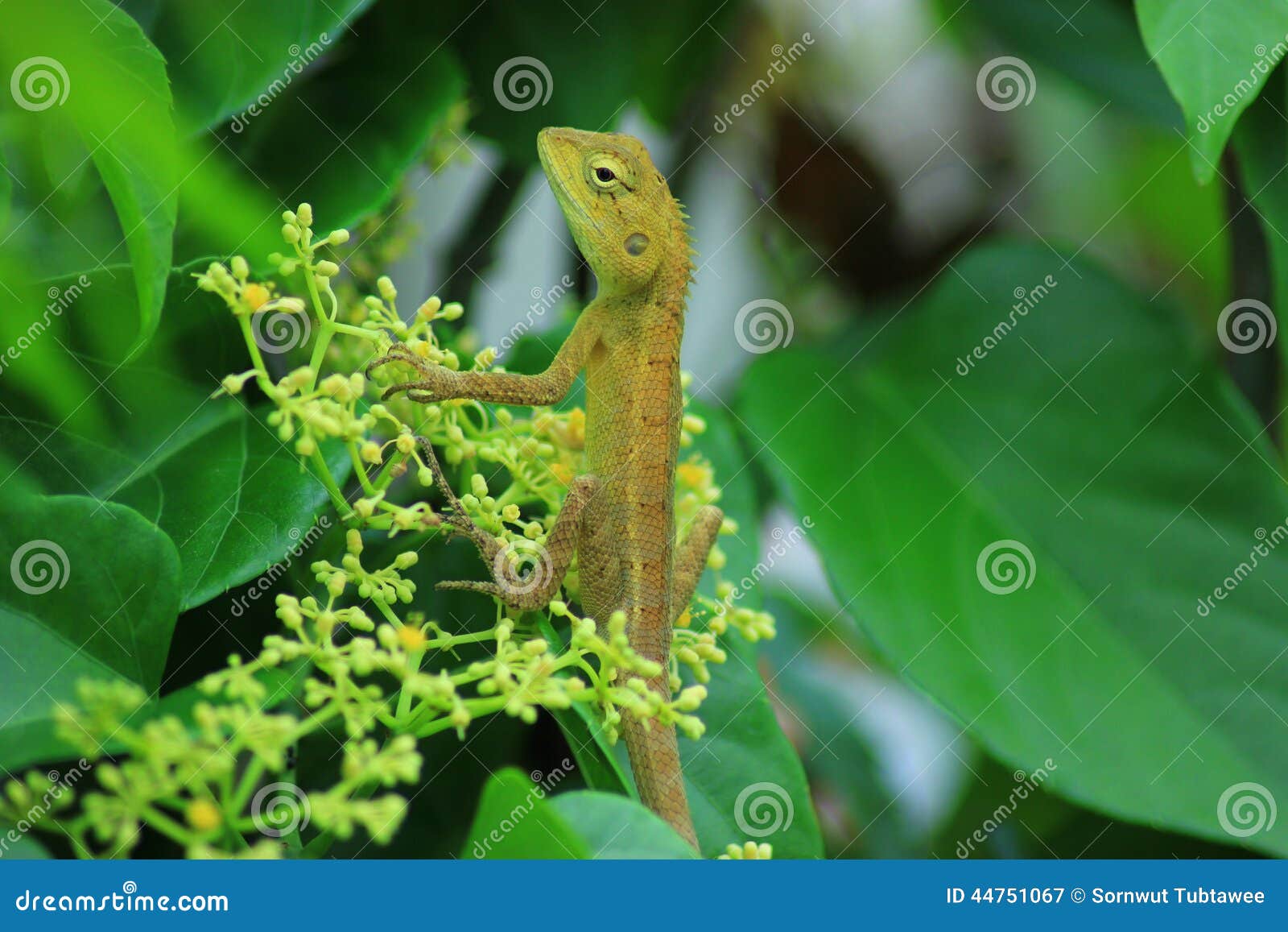 Lizard, Iguana, Gecko, Skink,Lacertilia Stock Image - Image of organism ...