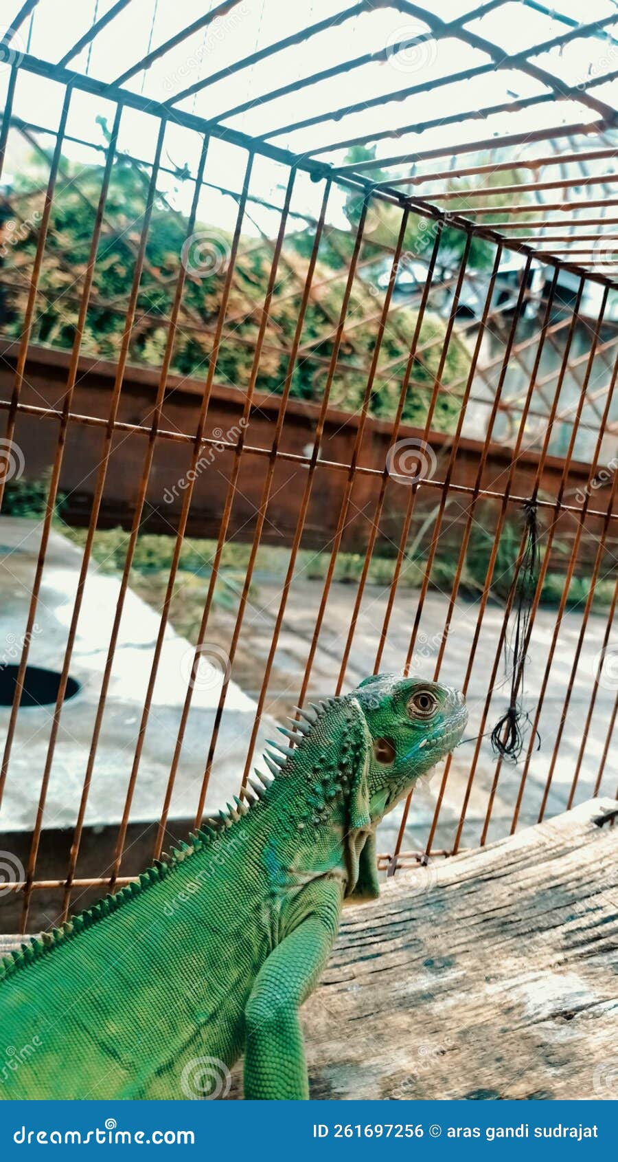 Reptile Lizard Shading Stock Photos - Free & Royalty-Free Stock Photos ...