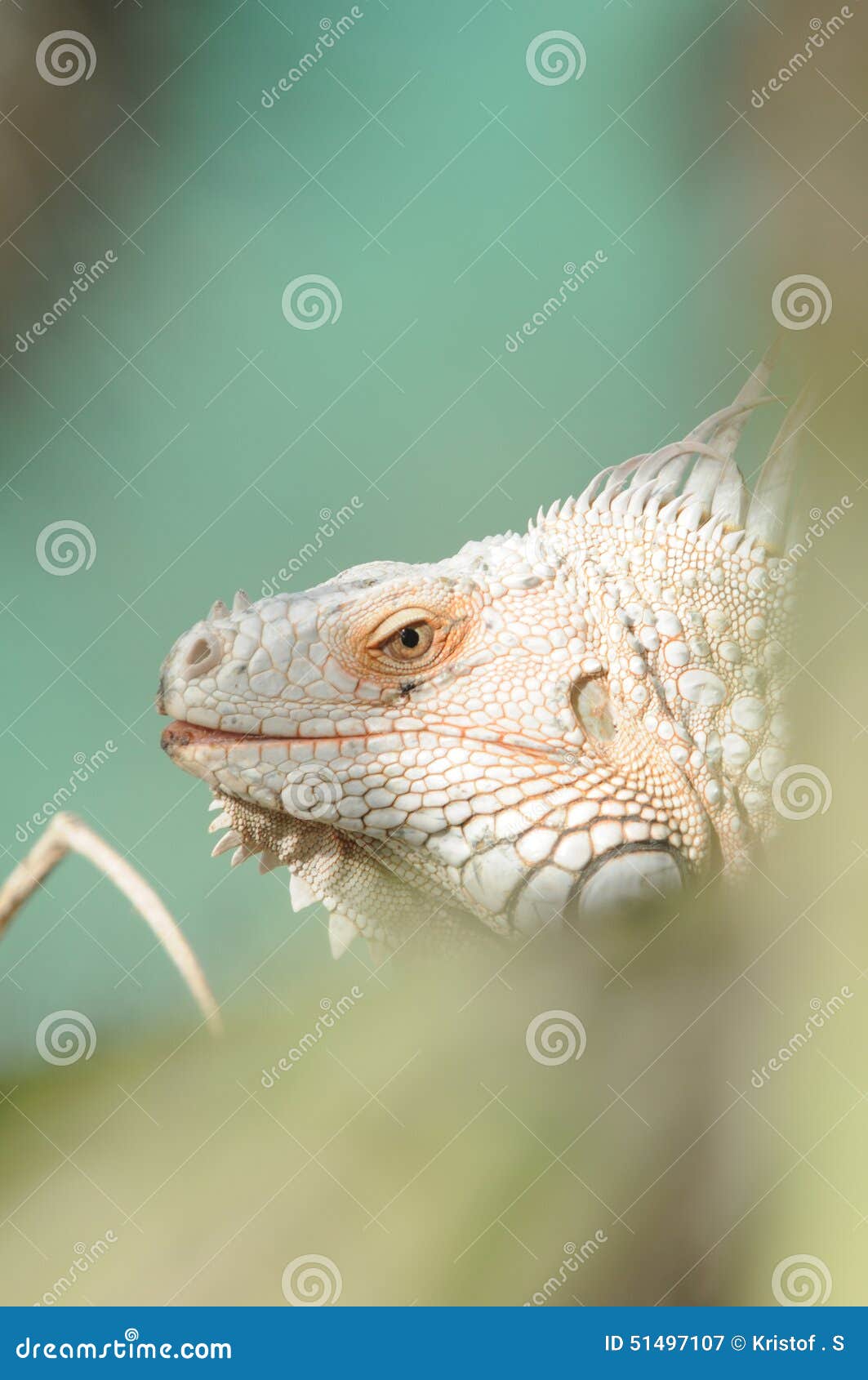 Lizard - Iguane - Iguana stock image. Image of nsaint - 51497107