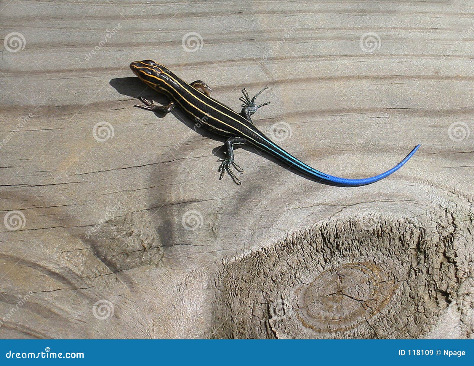 Lizard II Royalty Free Stock Images - Image: 118109