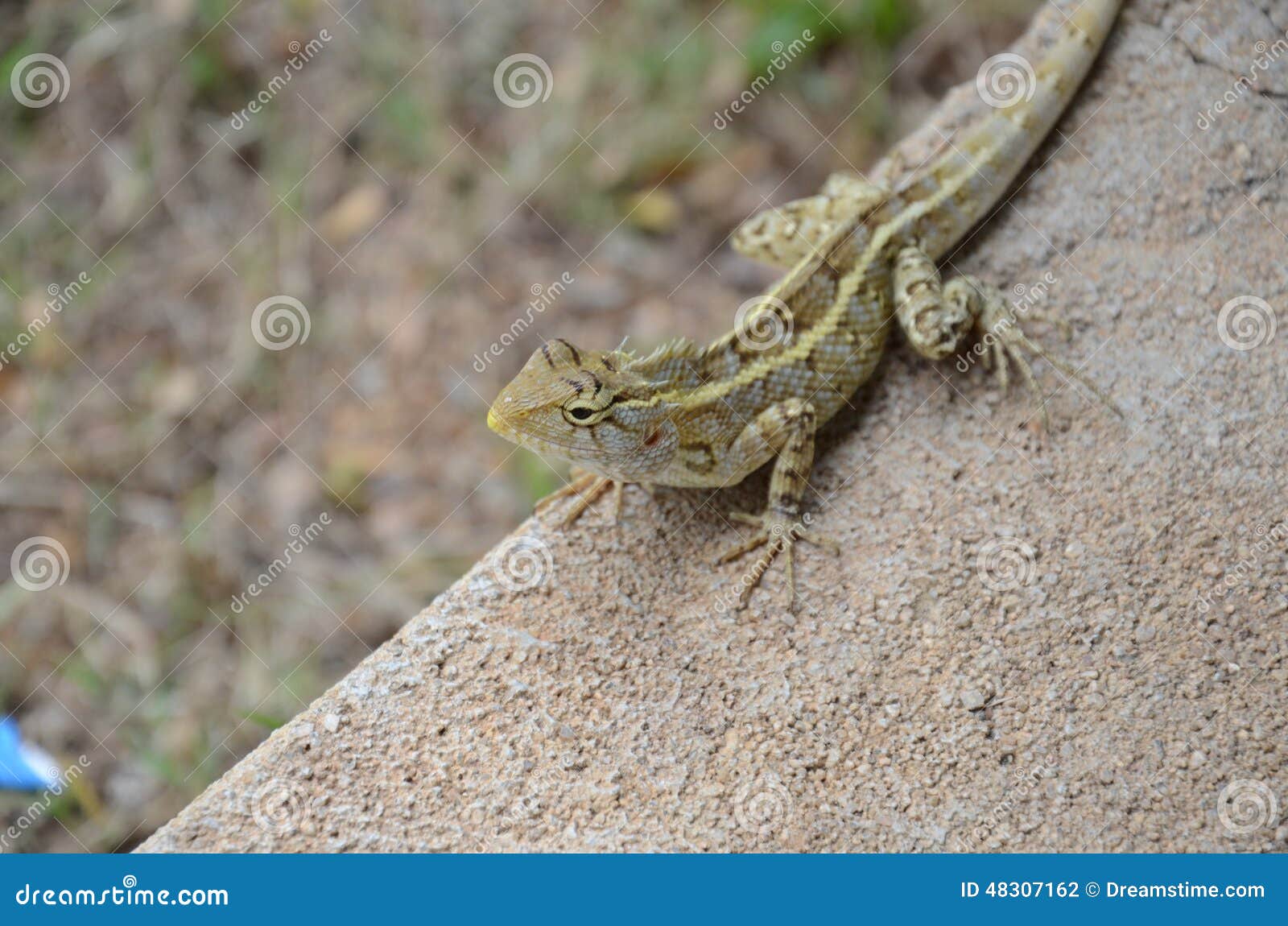Lizard stock photo. Image of scary, detail, lizard, indian - 48307162