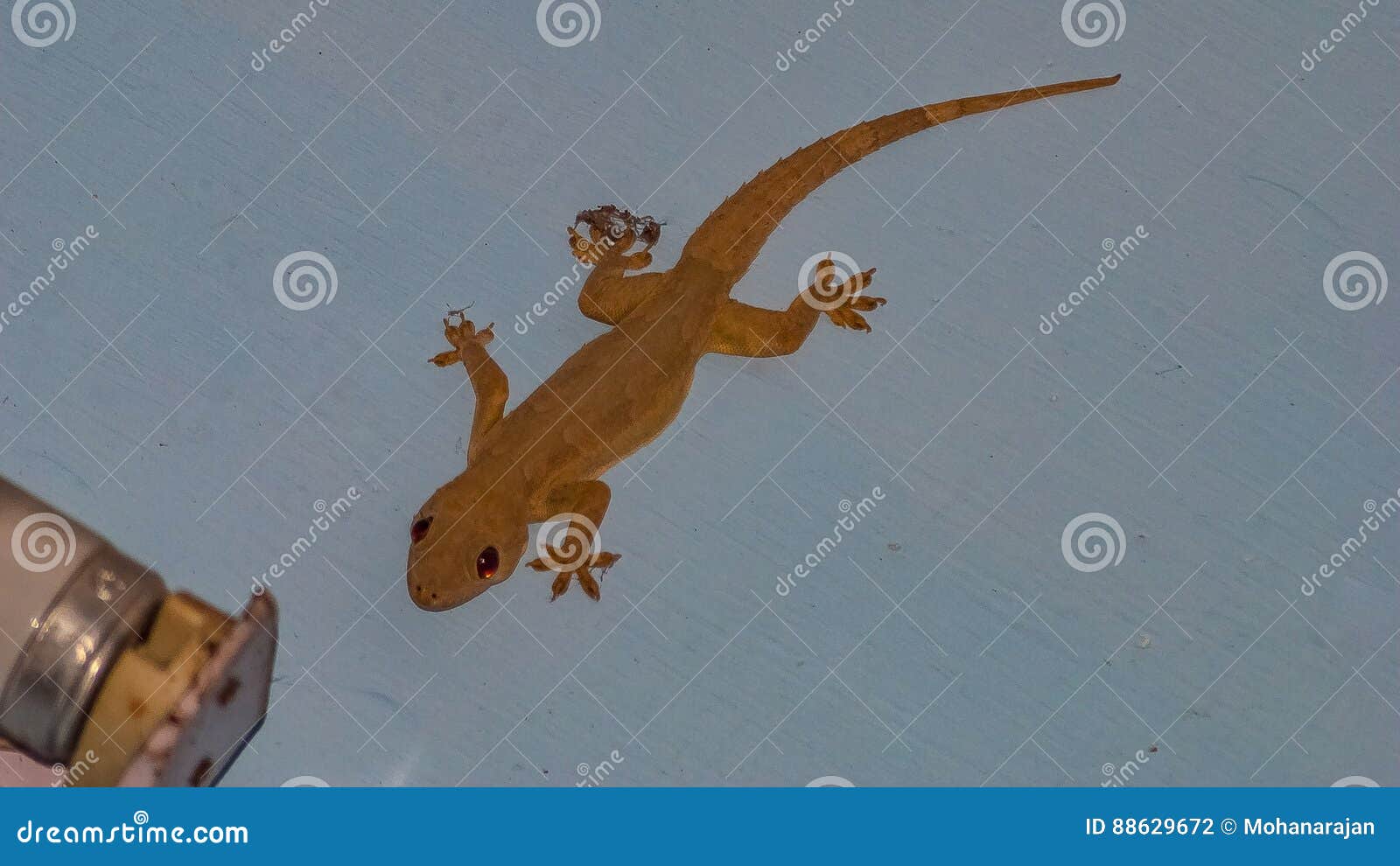 Lizard stock photo. Image of indoor, lizard, wall, wildlife - 88629672