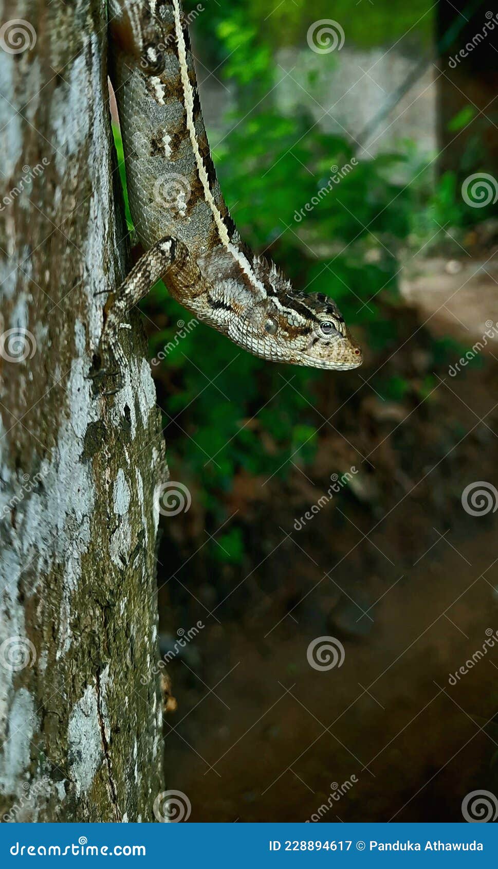 The lizard in my home stock image. Image of jungle, amphibian - 228894617