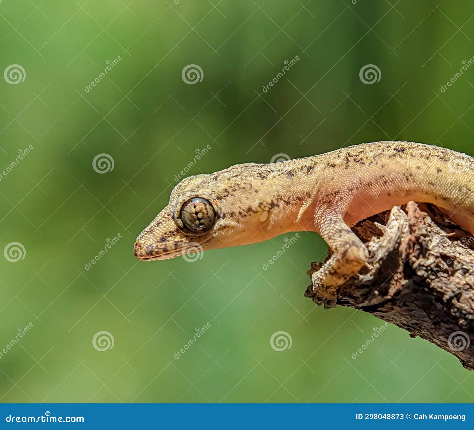 Lizard Isolated Smooth Blur Background. Close-up of a Lizard Stock ...