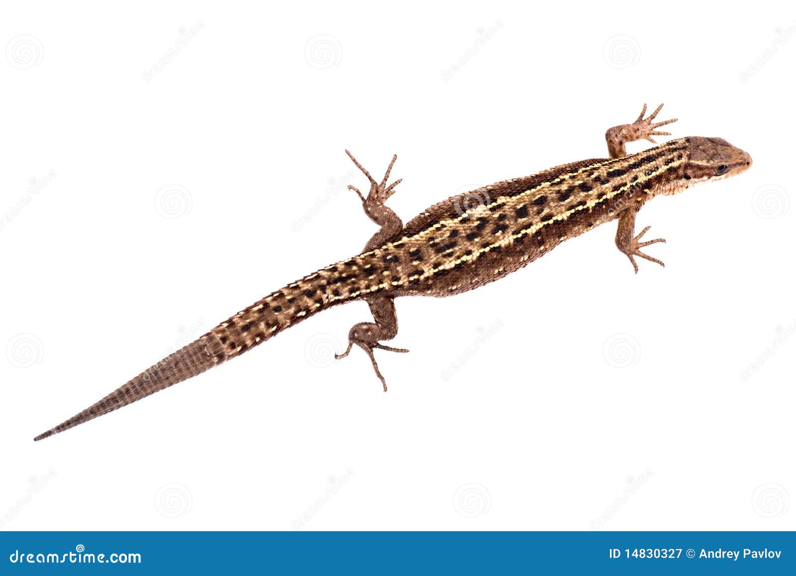 Lizard Isolated on White Background Stock Image - Image of isolated ...