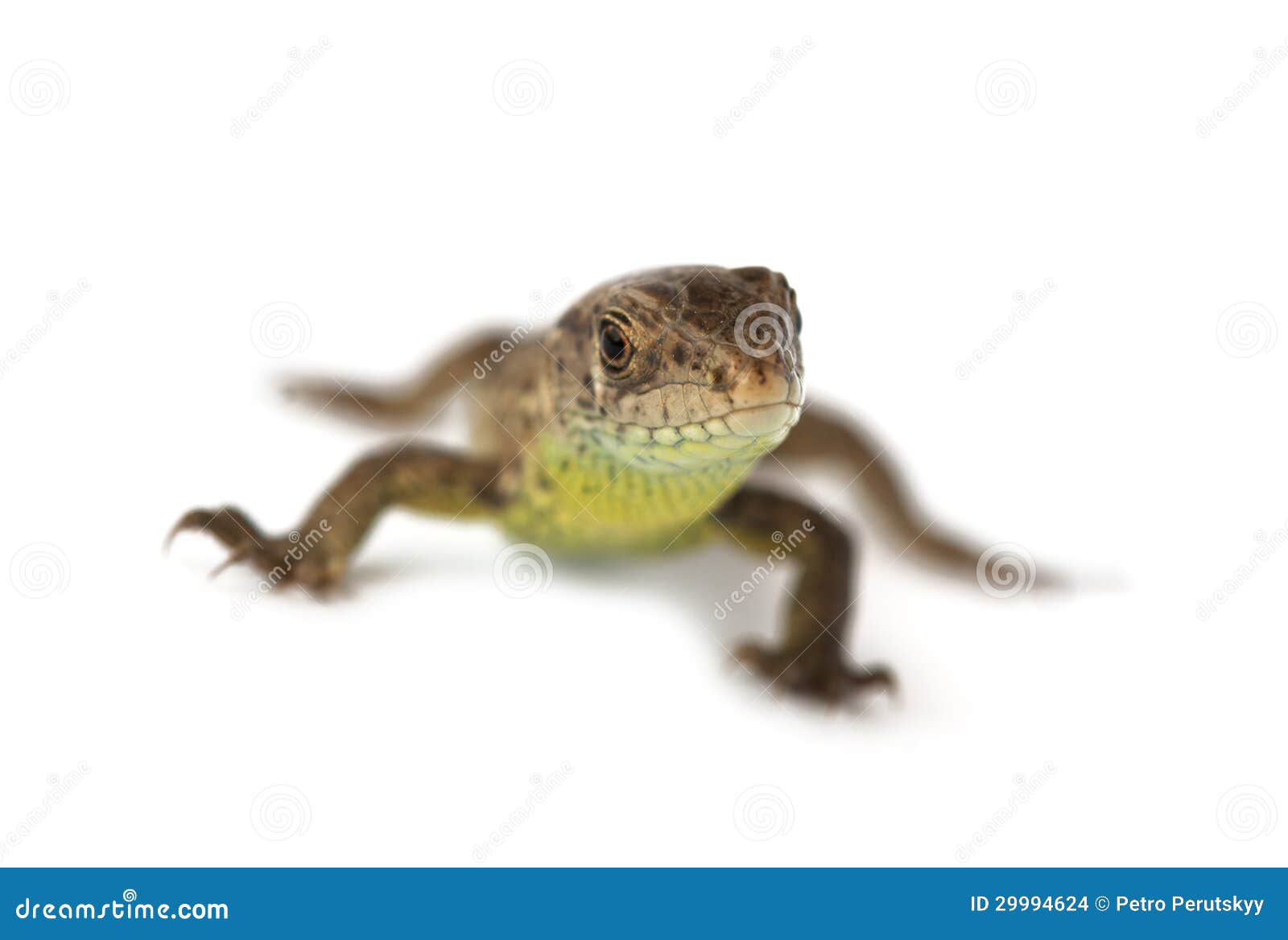 Lizard isolated stock photo. Image of scale, nature, spine - 29994624