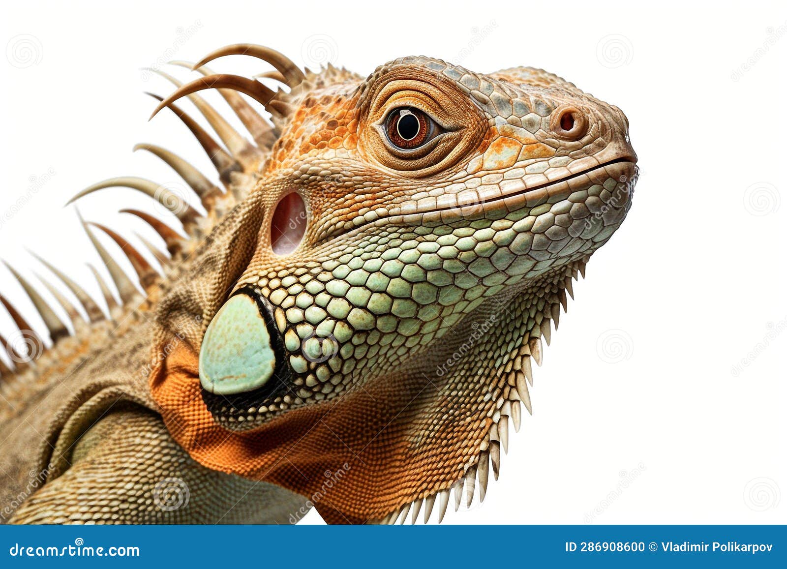 Lizard Isolated on White Background Stock Illustration - Illustration ...