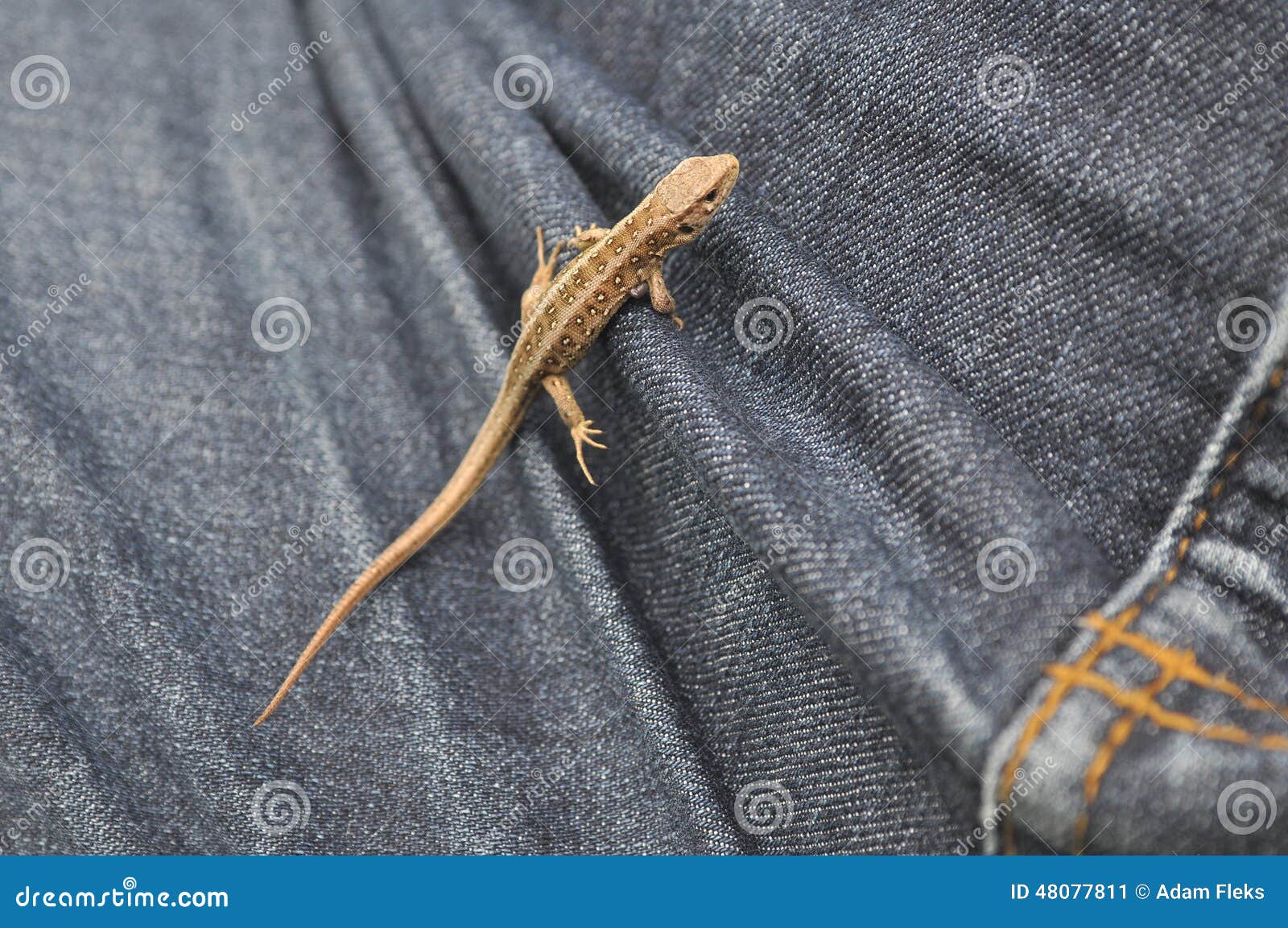Lizard on Jeans stock image. Image of lizard, jeans, wallpaper - 48077811