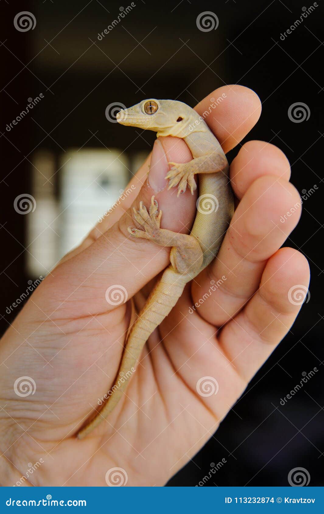 Lizard Keeping in Human Hand from the First Person View Stock Photo ...