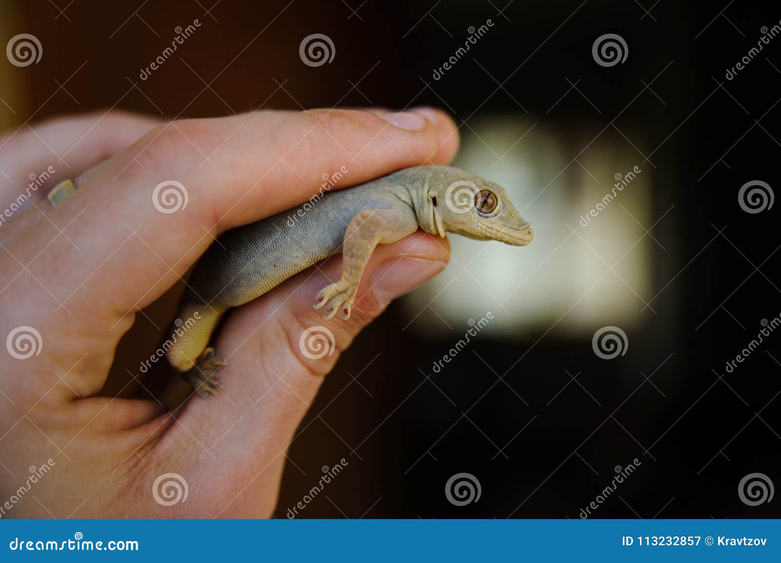 Lizard Keeping in Human Hand from the First Person View Stock Image ...