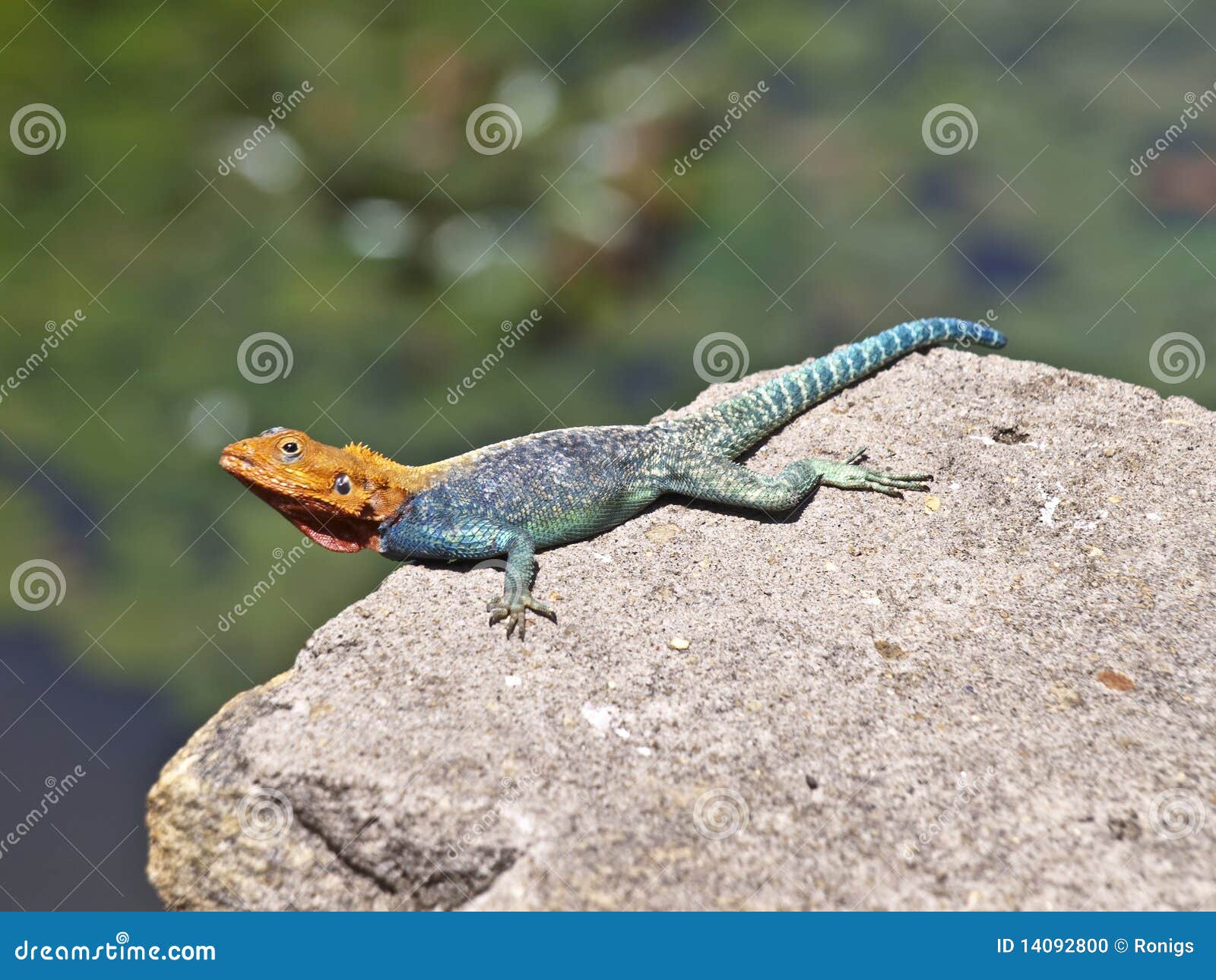 Lizard kenya safari stock photo. Image of africa, reptile - 14092800