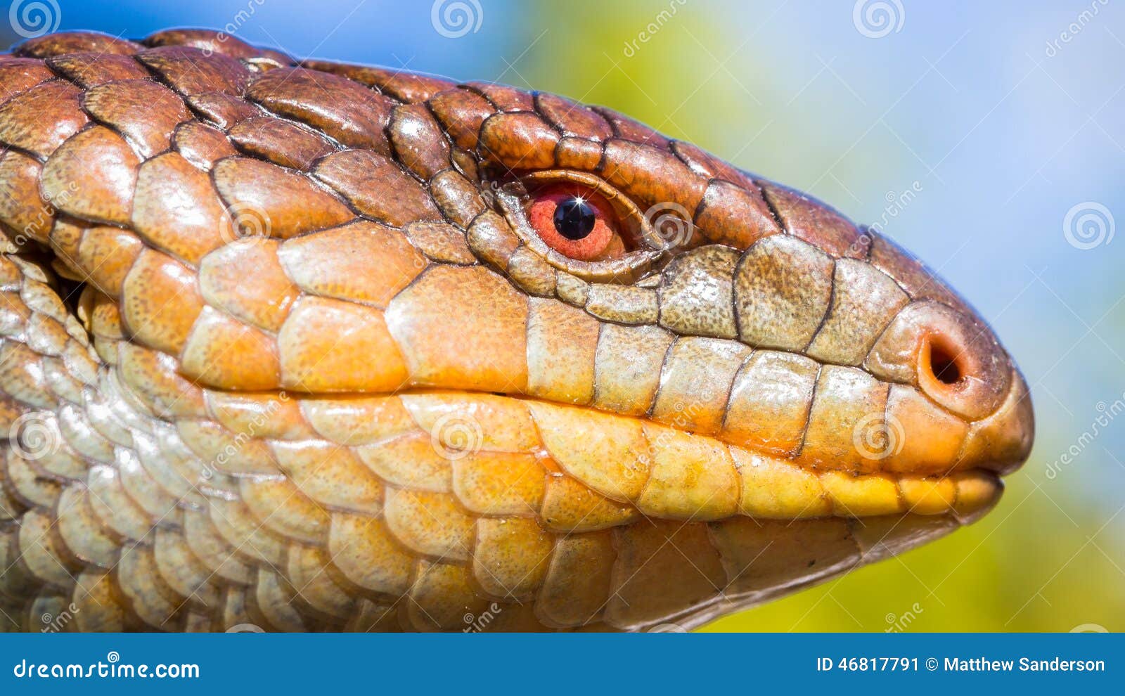 Lizard King stock image. Image of sunshine, blue, tasmania - 46817791