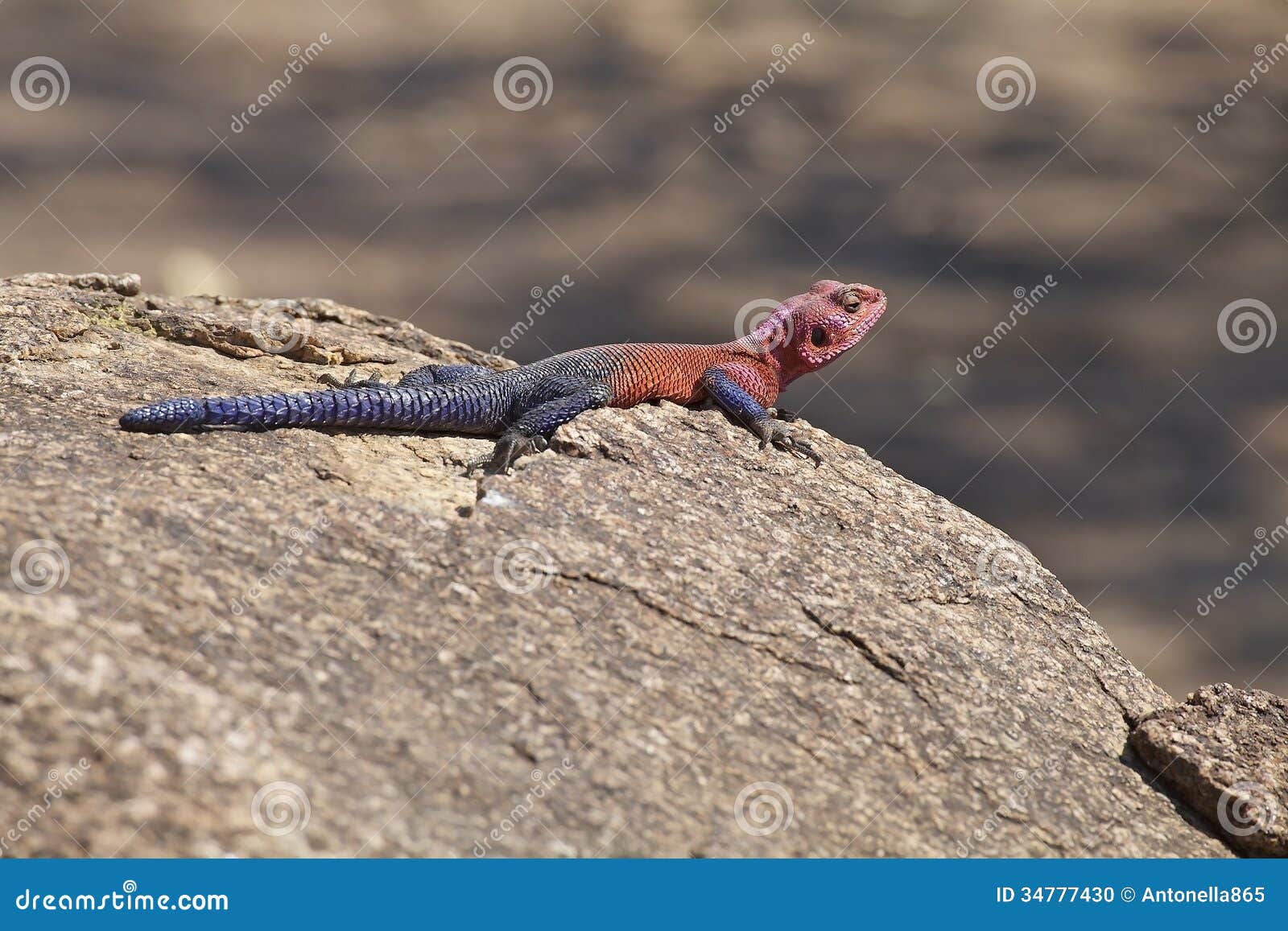 Lizard (Lacertilia) stock photo. Image of savanna, animal - 34777430