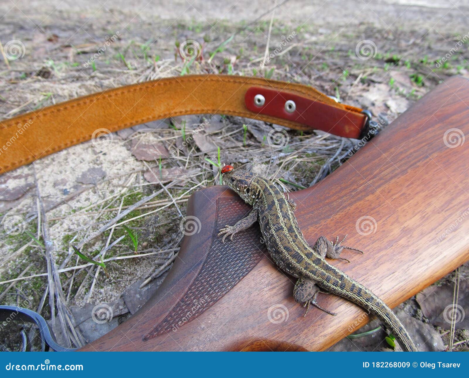 Lizard with a Ladybug Sitting on a Gun Stock Image - Image of resting ...