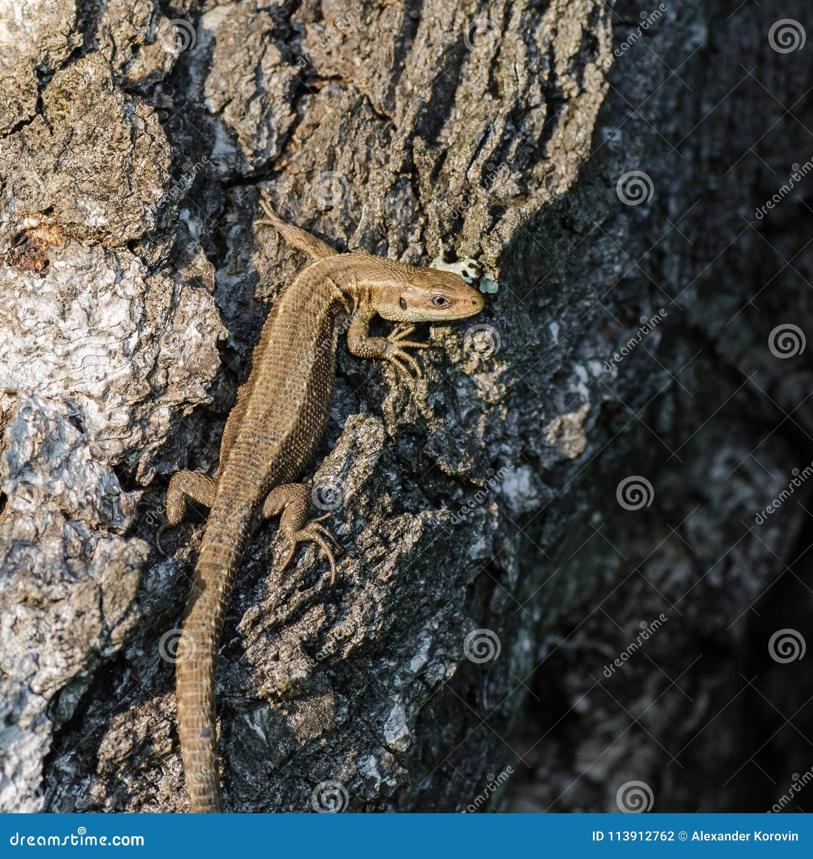 Lizard with Large Paws Sits on Bark Stock Photo - Image of material ...