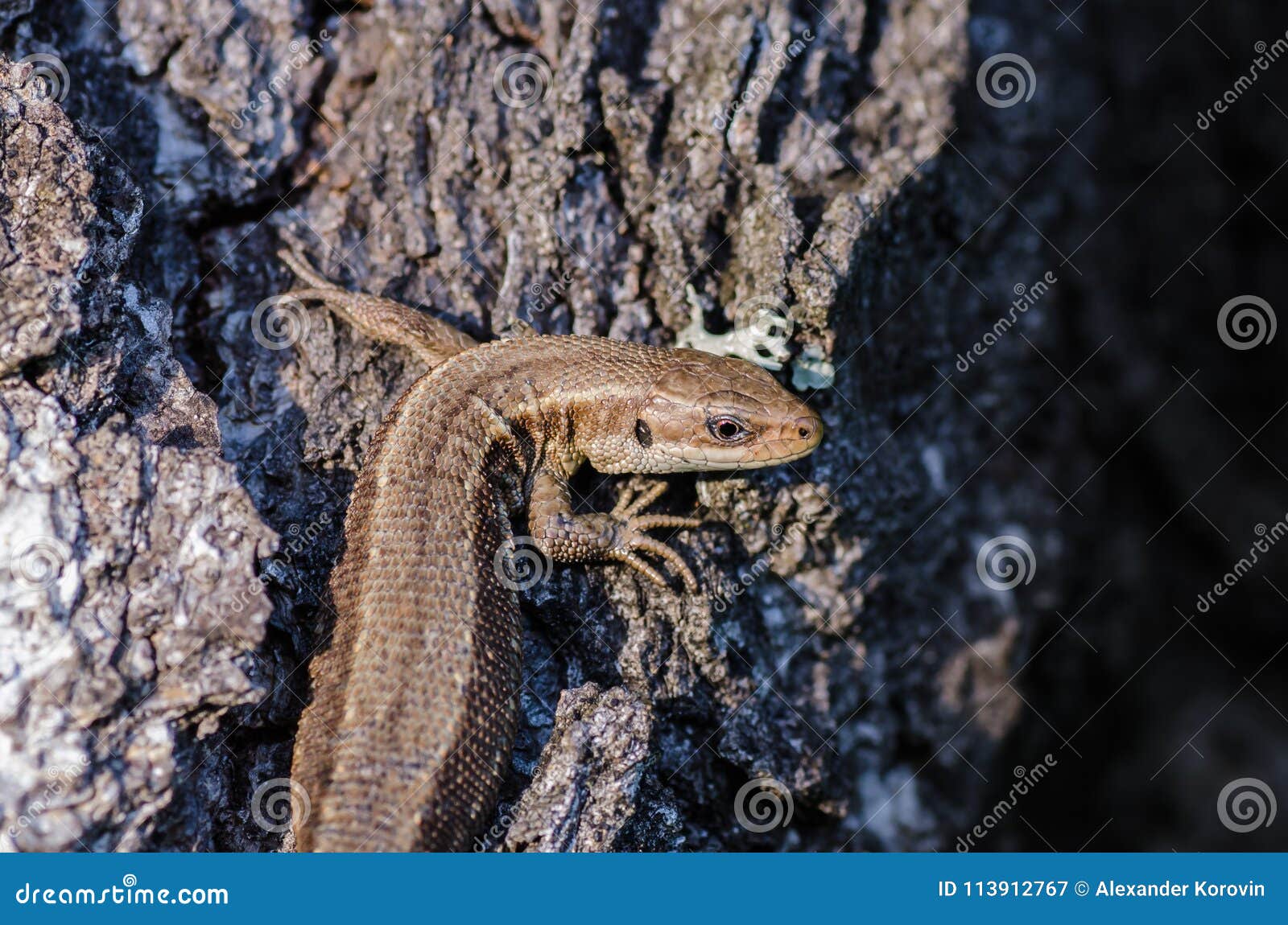 Lizard with Large Paws Sits on Bark Stock Image - Image of creeper ...