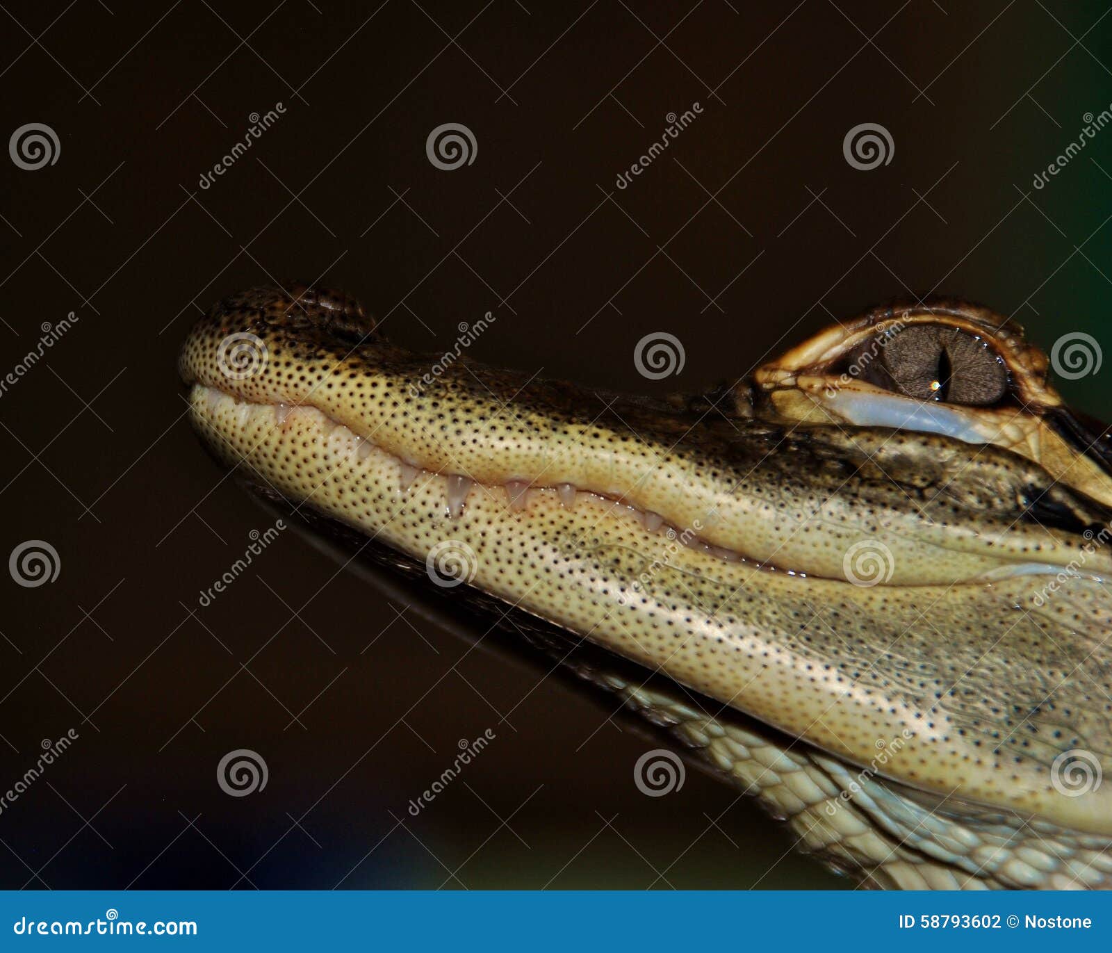 Lizard stock photo. Image of elongated, mouth, pupil - 58793602