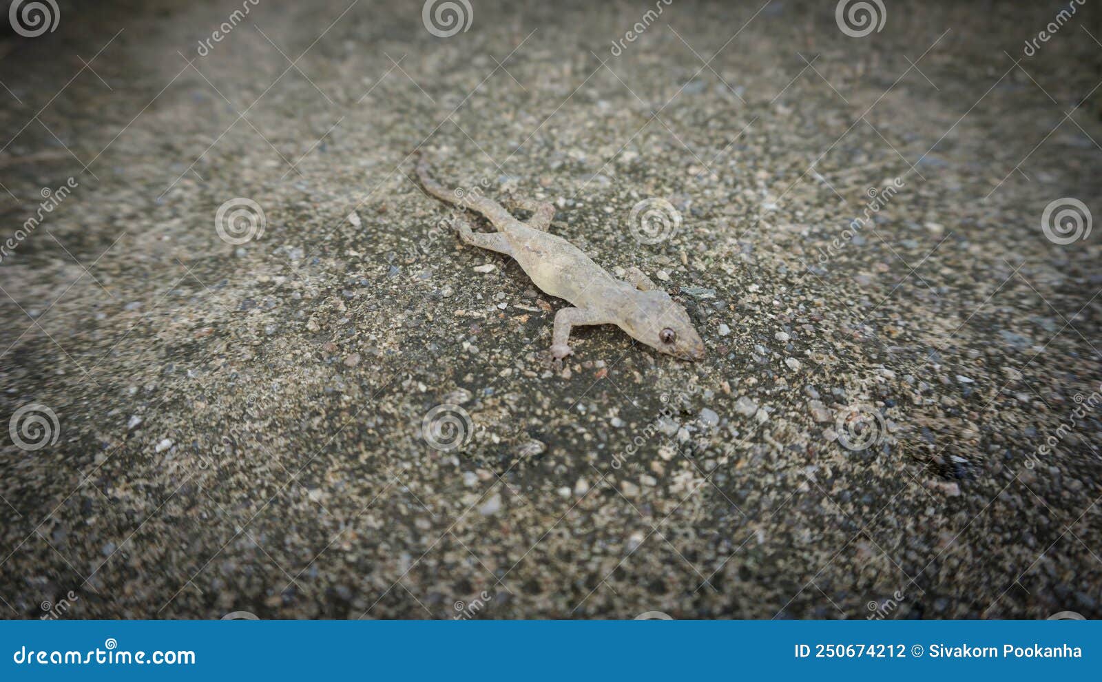 The Lizard Lay Peacefully on the Old Concrete Floor, Waiting for the ...