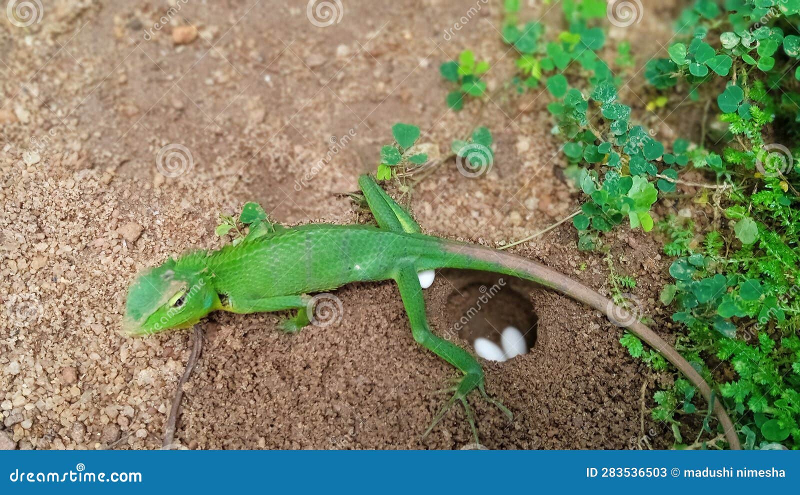 A Lizard Laying Eggs is a Sight Not Seen in Today& X27;s Environment ...