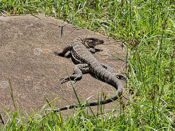 Lizard Laying on a Rock Under the Sun Stock Photo - Image of lizard ...