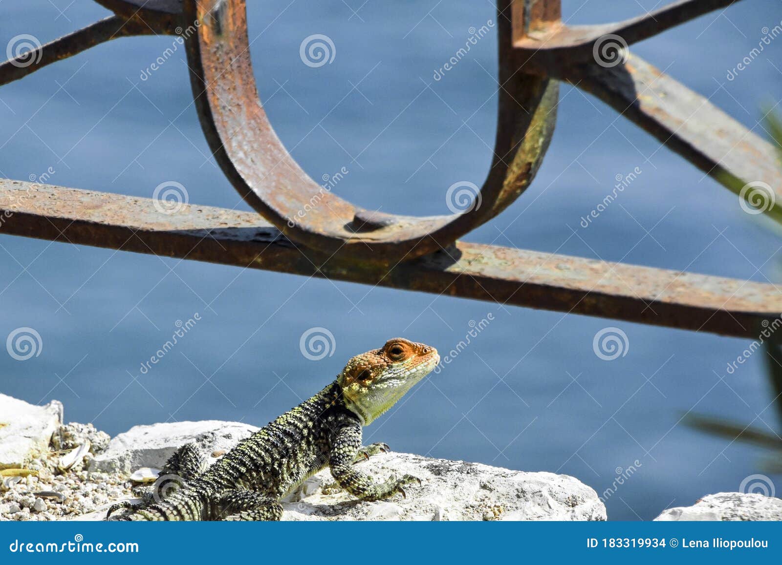 A lizard laying in the sun stock photo. Image of animal - 183319934