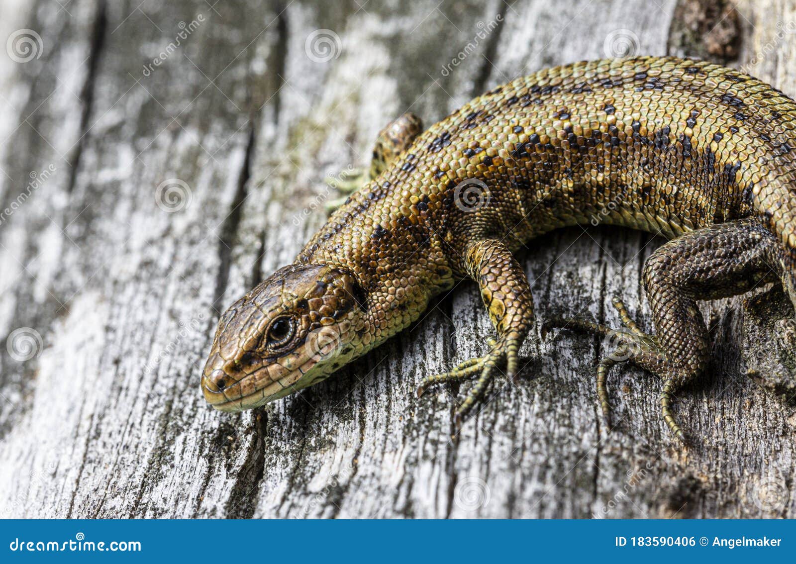 Lizard Laying on Wood Chunk Stock Photo - Image of wood, animal: 183590406