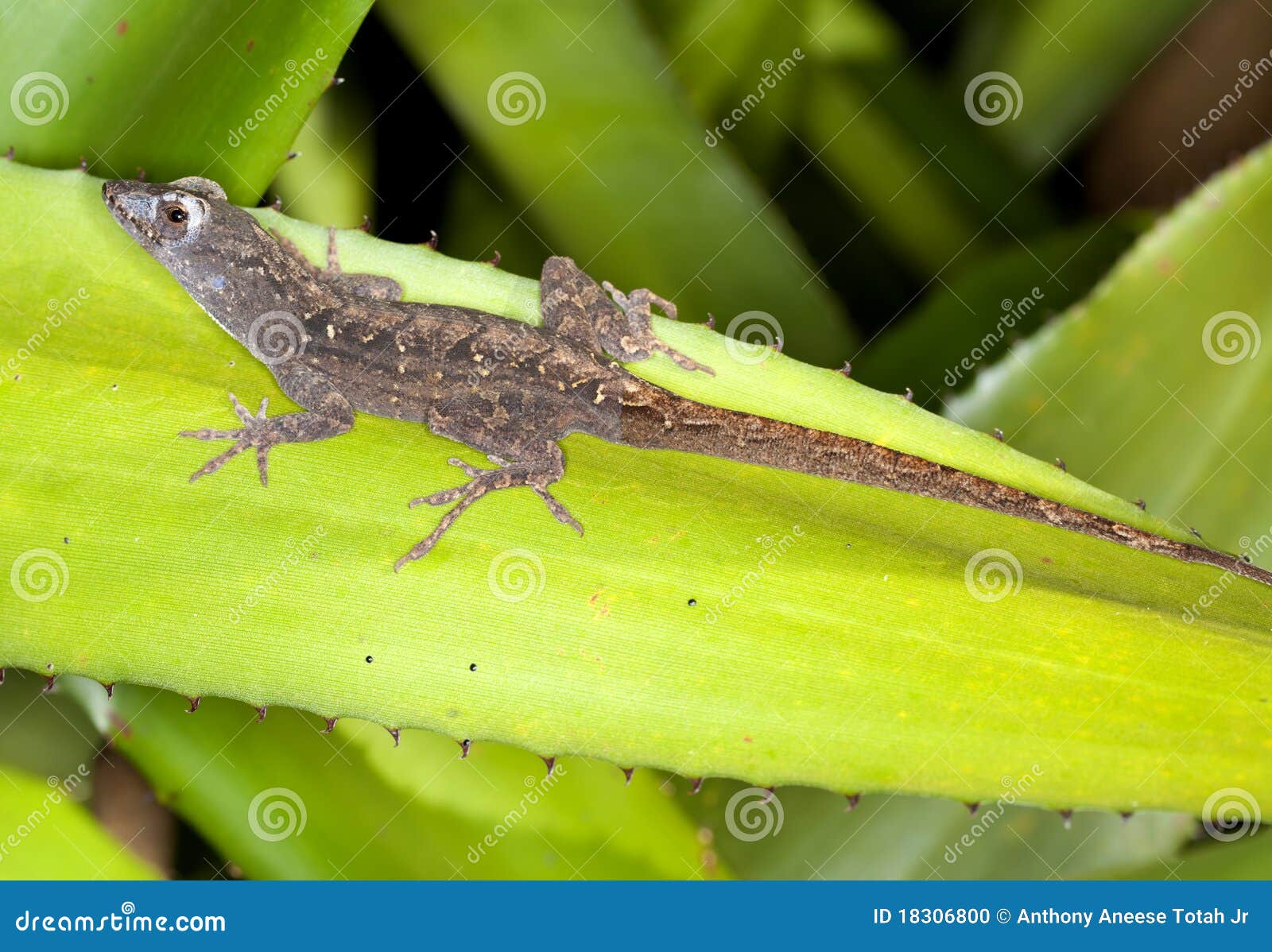 Lizard on a leaf stock photo. Image of fierce, reptilian - 18306800
