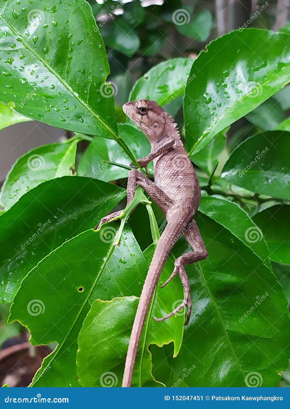 Lizard on the leaf stock image. Image of nature, leaf - 152047451