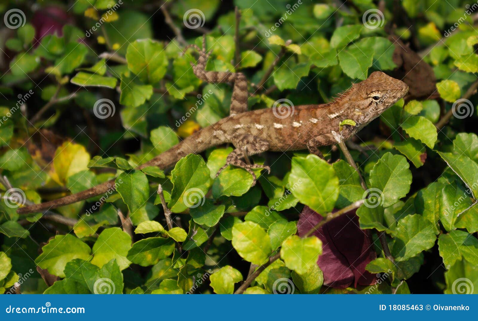 Lizard on the Leaves of the Bush Stock Image - Image of lizard, branch ...