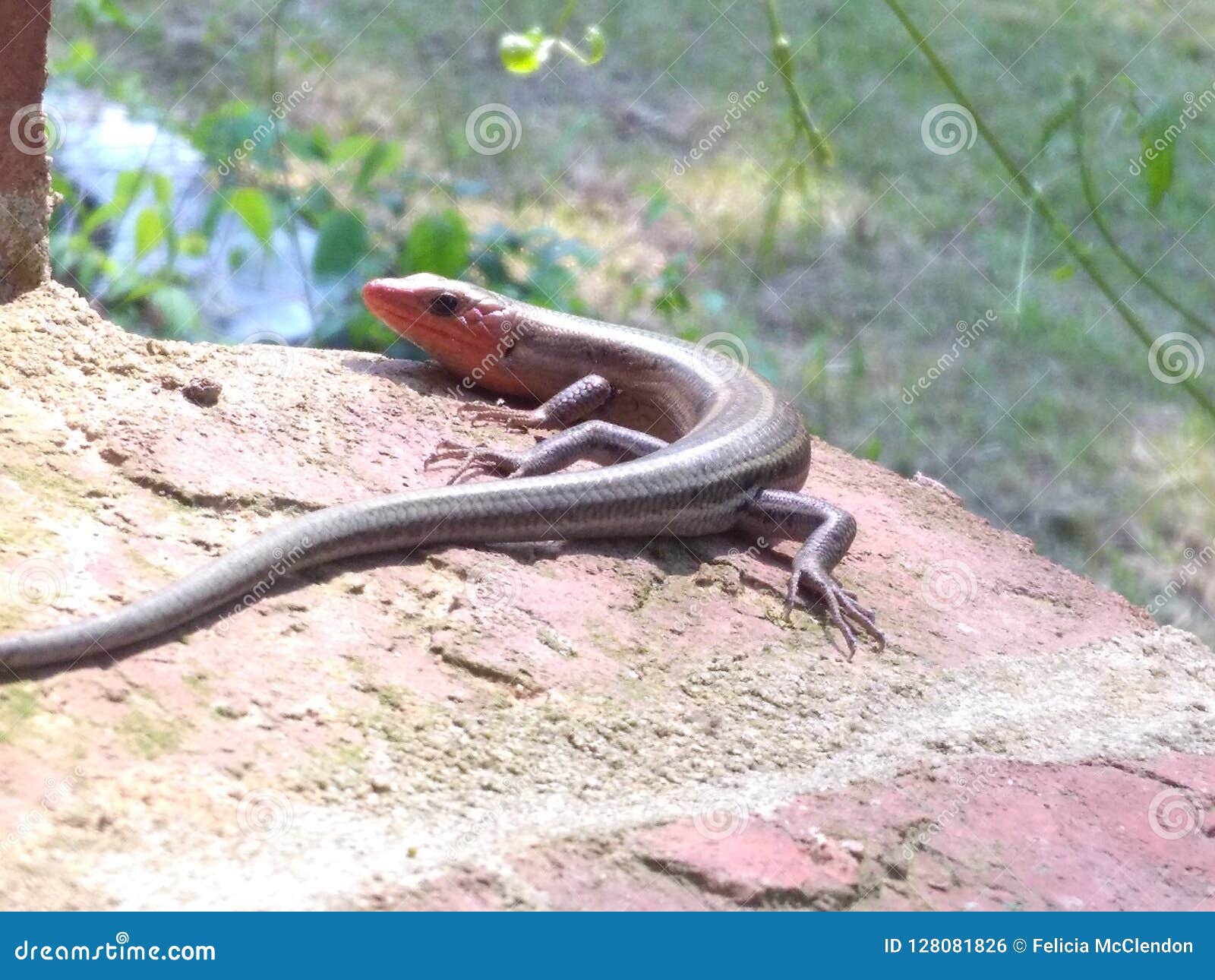 Lizard on a ledge stock photo. Image of lizard, orange - 128081826